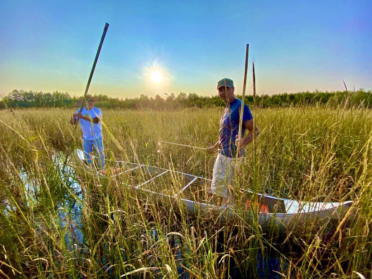 Wild Rice – The Grain of the Great Lakes – DelicioUS!