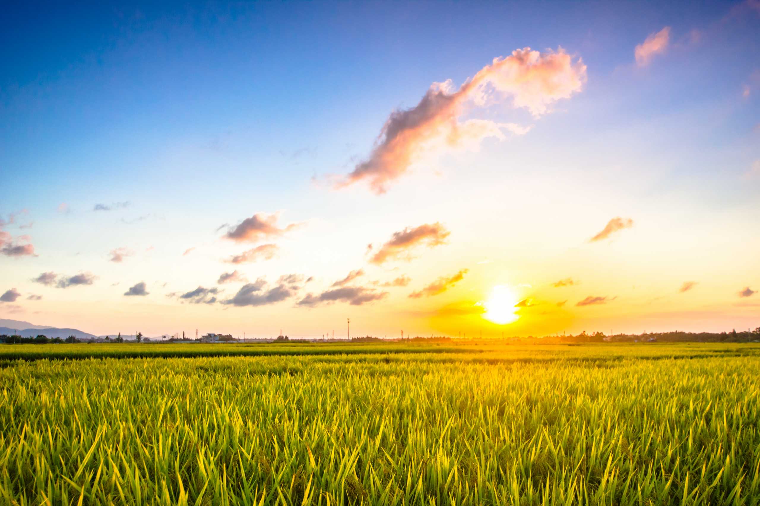 U.S. Rice: Sustainability and Conservation – DelicioUS!