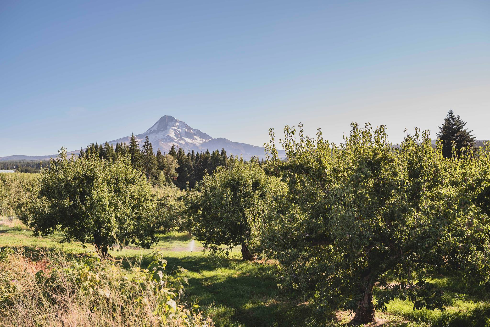 The Perks of USA Pears: Everything you should know about this tasty ...