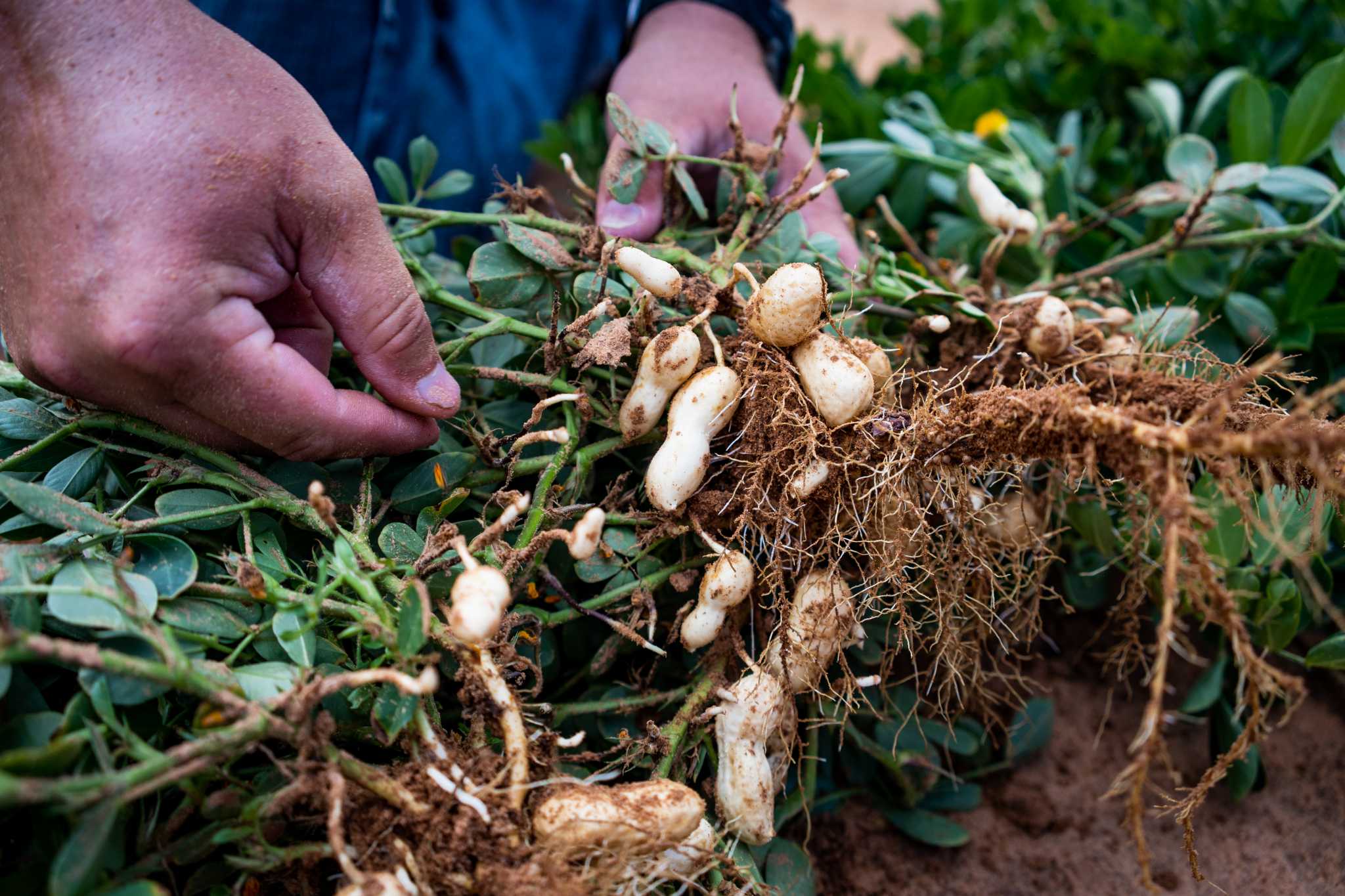 Texas Peanuts - The Sustainable Superfood from the States – DelicioUS!