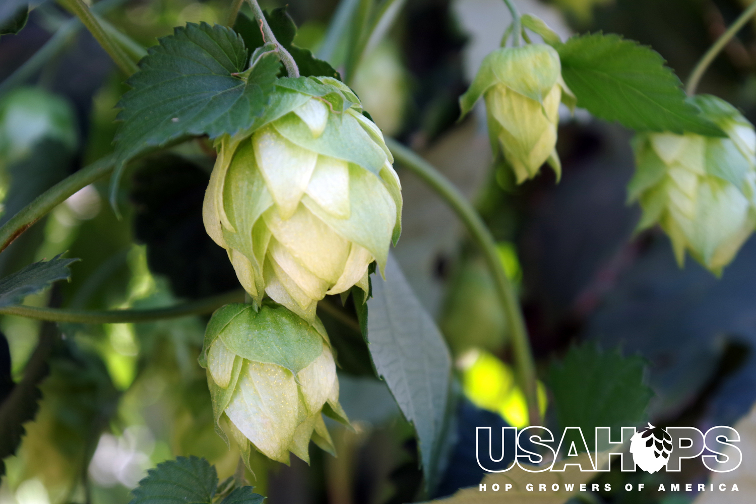 U.S. Hops - How They’re Grown, Harvested, & Why They’re Special ...