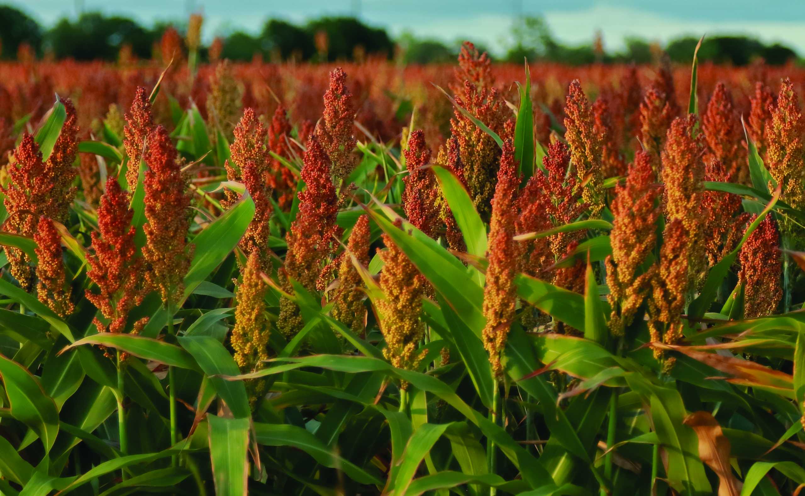 How Texas grain sorghum could contribute to future green energy opportunities – DelicioUS!