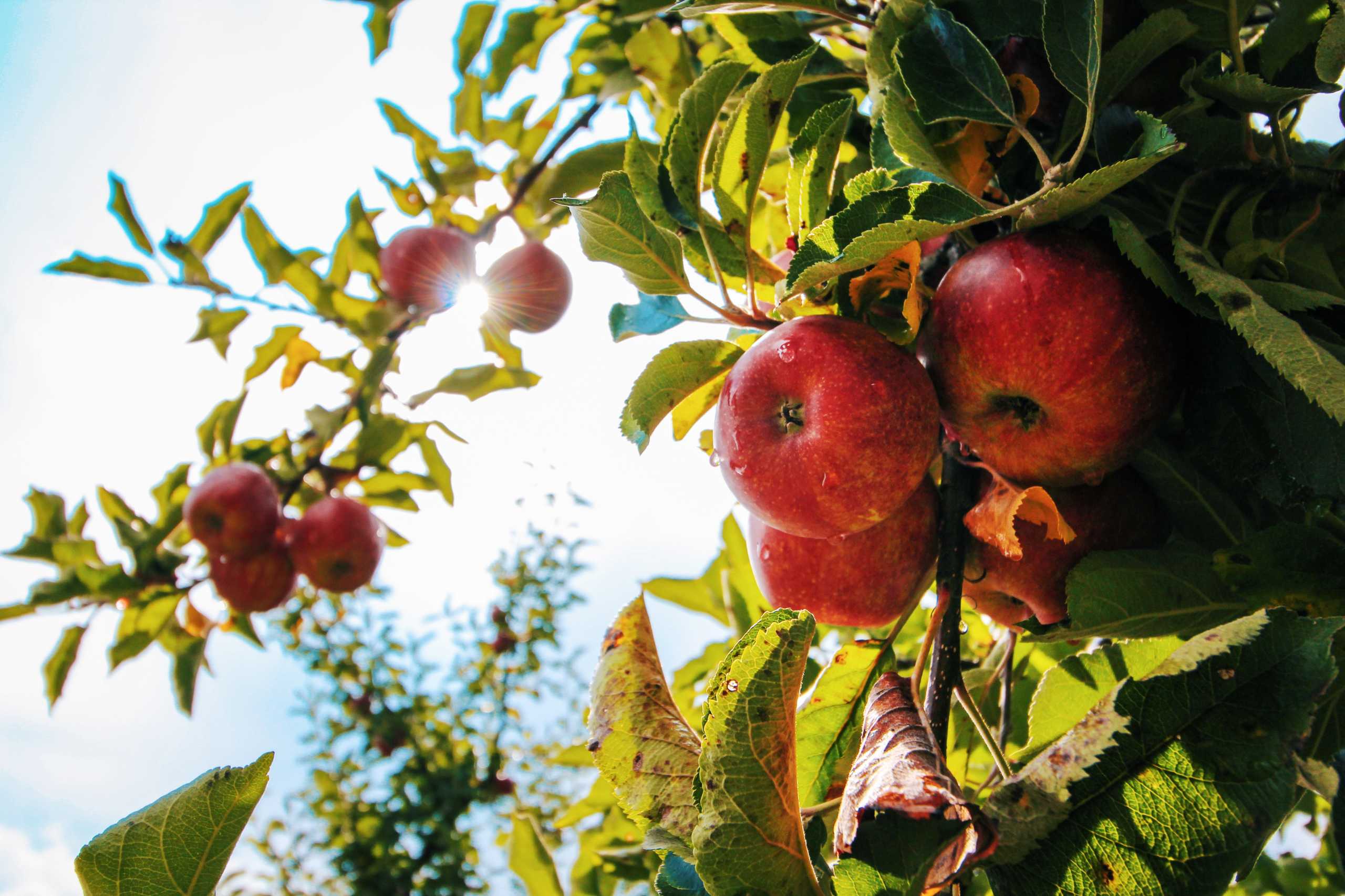 Apple Country: Everything you should know about Washington Apples ...