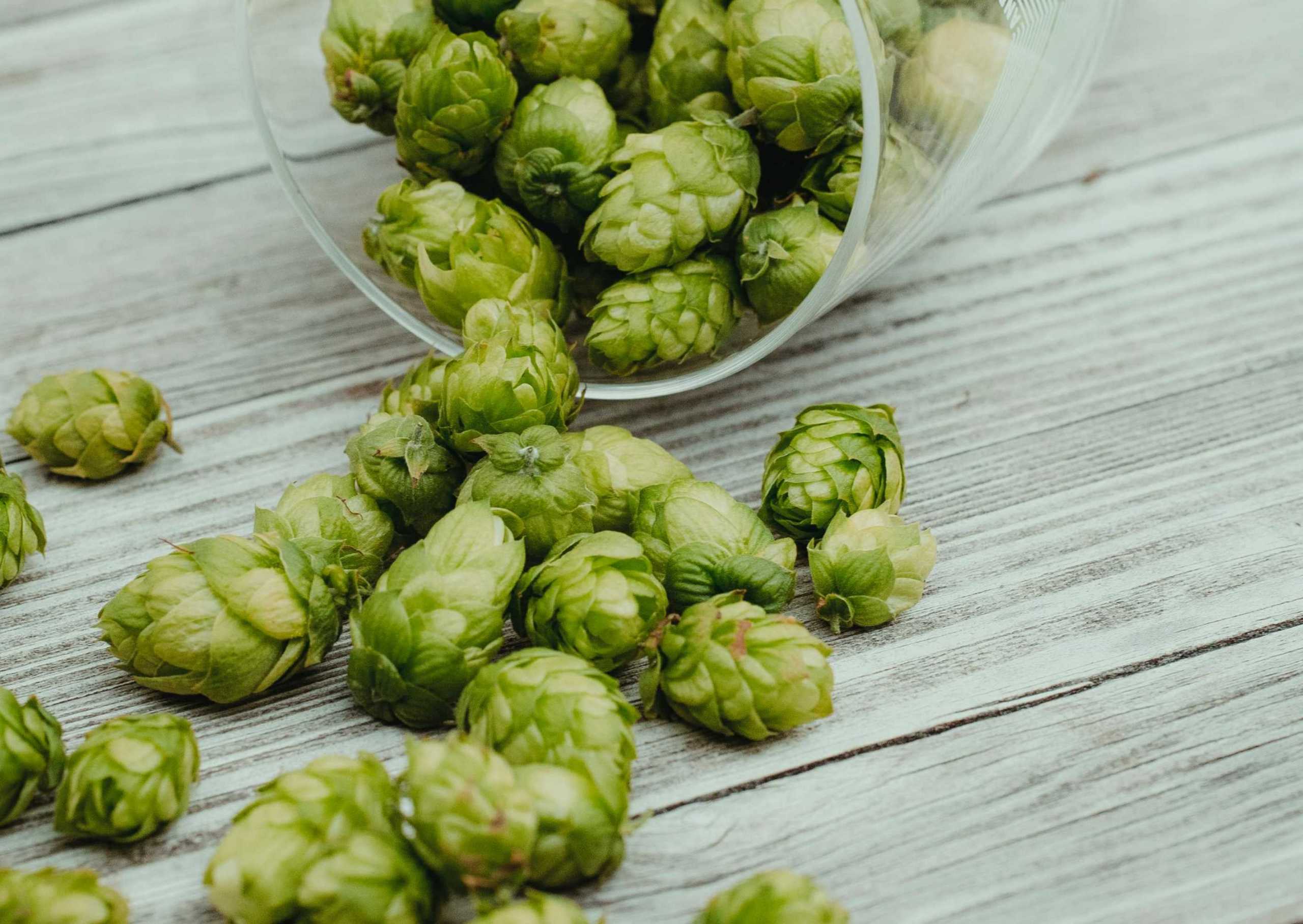 From U.S. Hop Cone to Beer Glass – A DelicioUS! Guide to Picking the ...